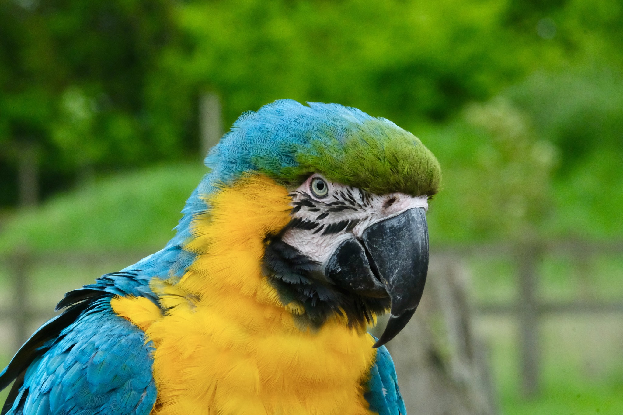 Banham Zoological Gardens - StayPlay