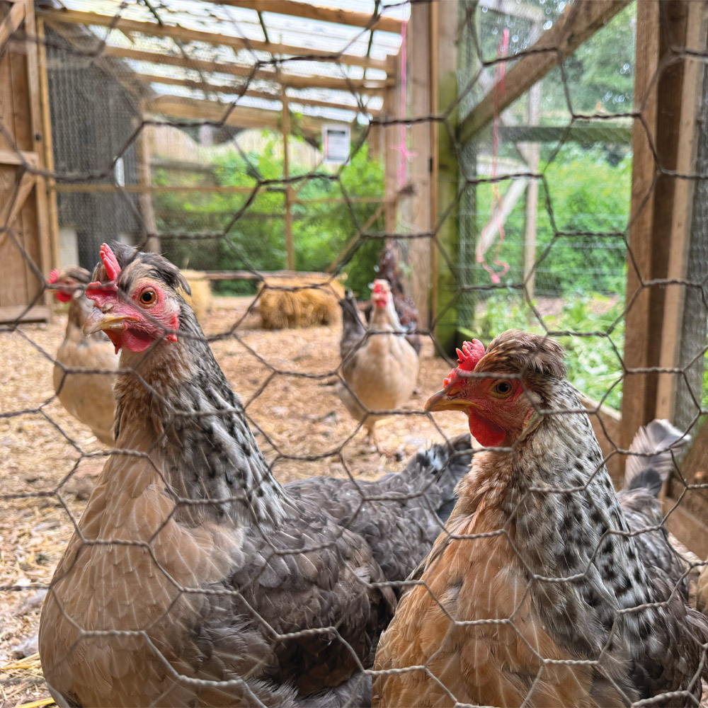 Windmill Hill City Farm - StayPlay