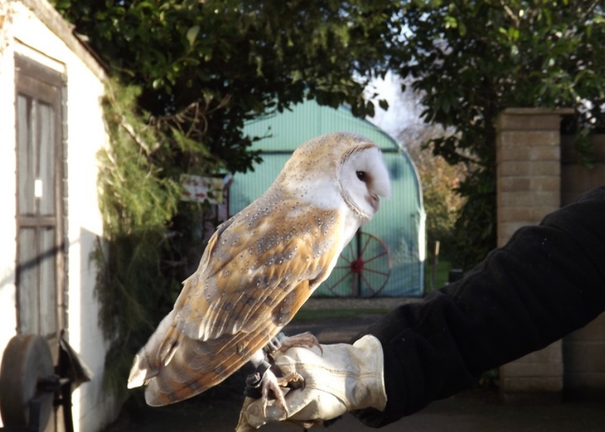 Baytree Owl and Wildlife Centre - StayPlay