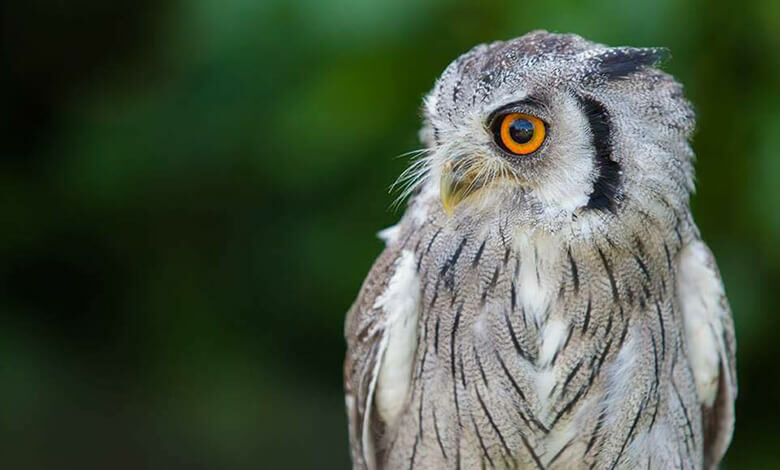 Baytree Owl and Wildlife Centre - StayPlay