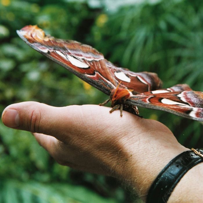 Manor Heath Park & Jungle Experience - StayPlay