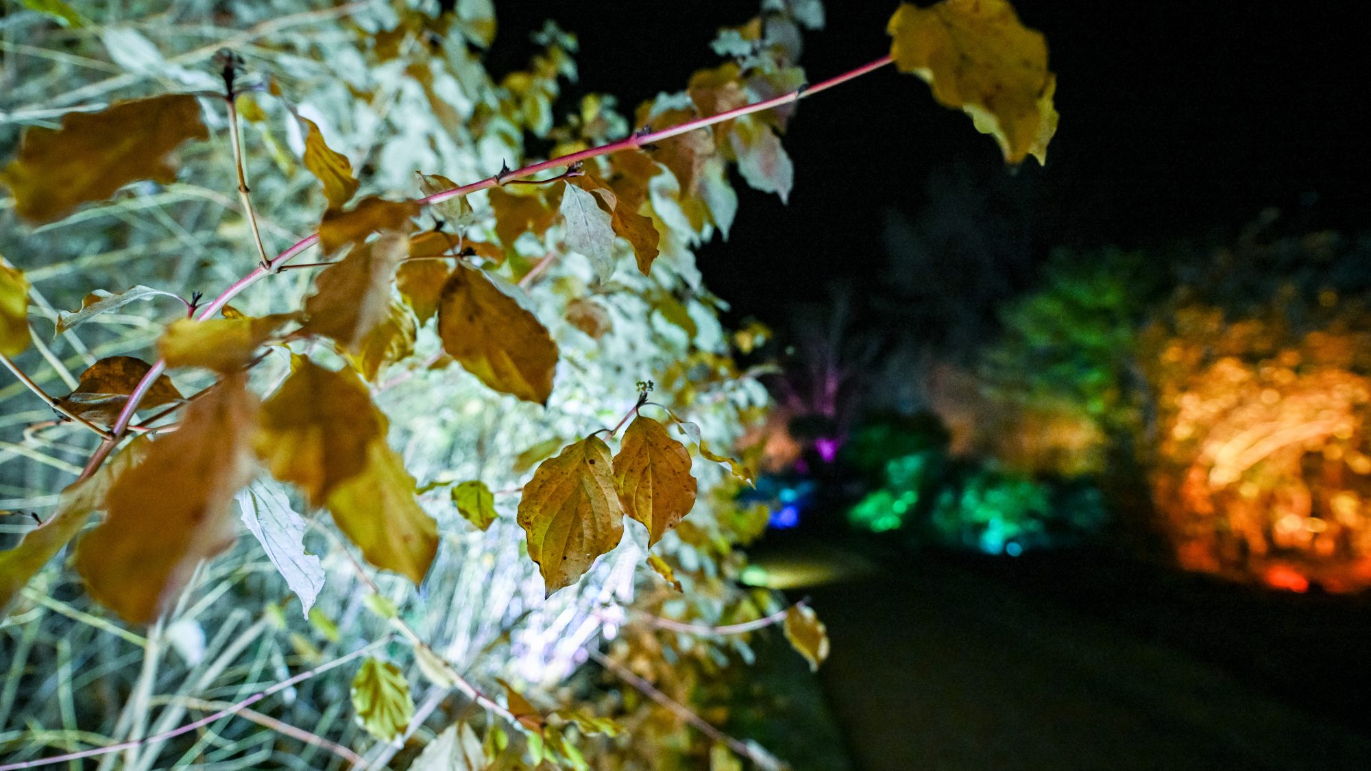Botanic Lights - StayPlay